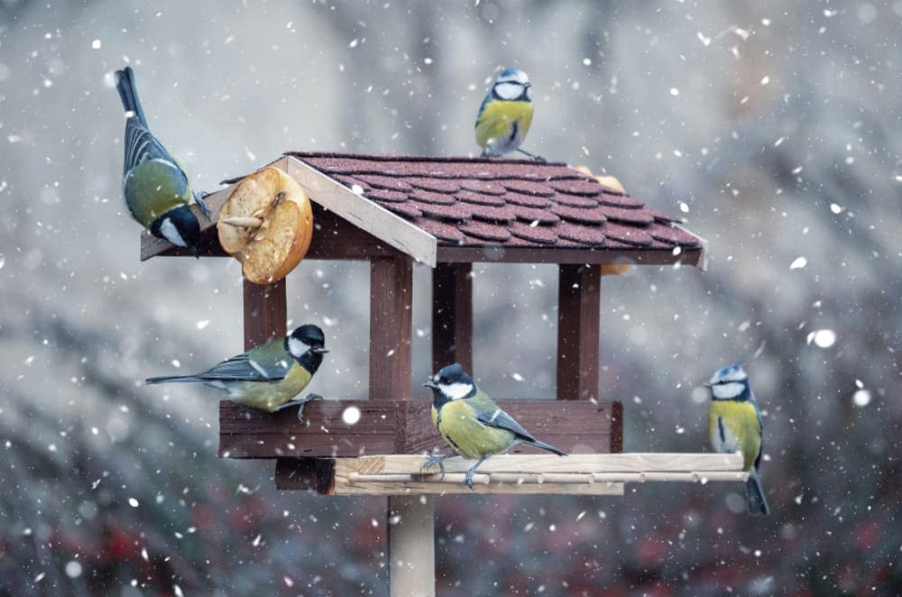 10 Tips on making the most out of your bird house and bird feeder ...